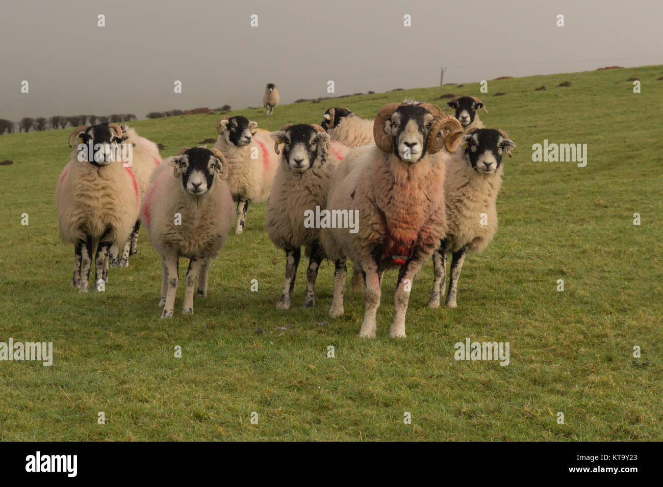Swaledale ram with ewes Stock Photo - Alamy