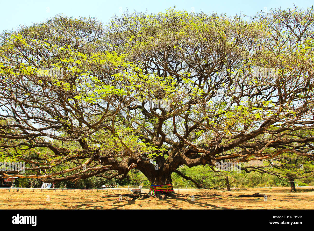 Largest Monkey Pod Tree in Kanchanaburi, Thailand Stock Photo - Alamy