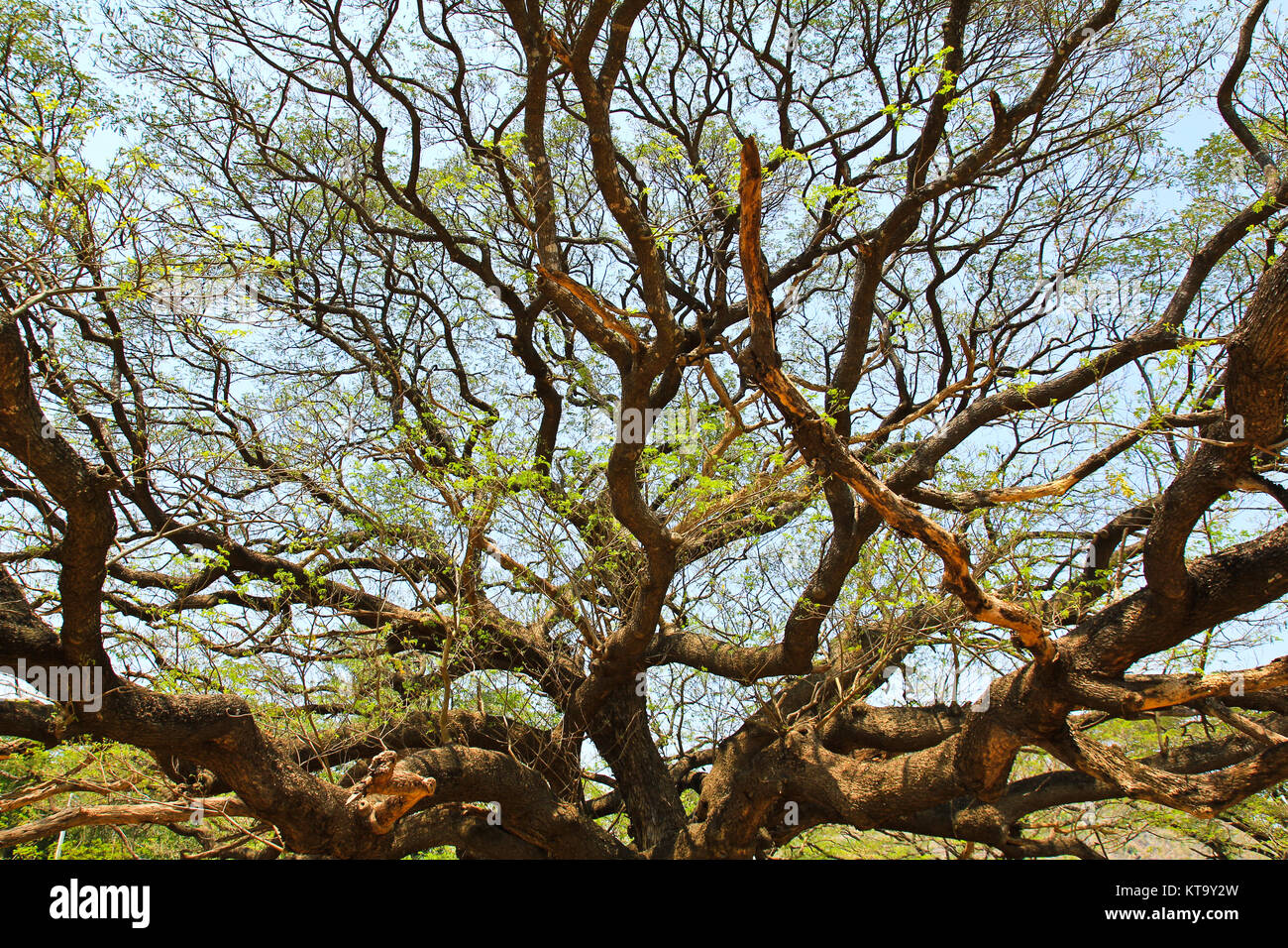 Largest Monkey Pod Tree in Kanchanaburi, Thailand Stock Photo - Alamy