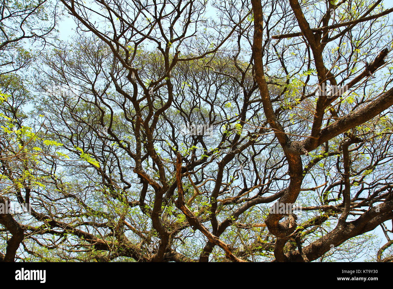 Largest Monkey Pod Tree in Kanchanaburi, Thailand Stock Photo - Alamy