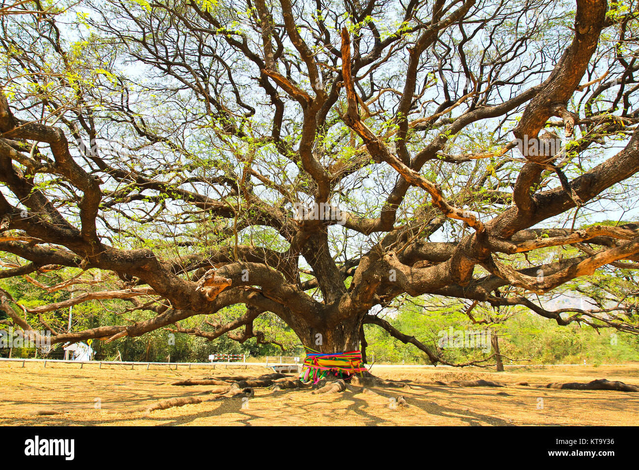 Largest Monkey Pod Tree in Kanchanaburi, Thailand Stock Photo - Alamy