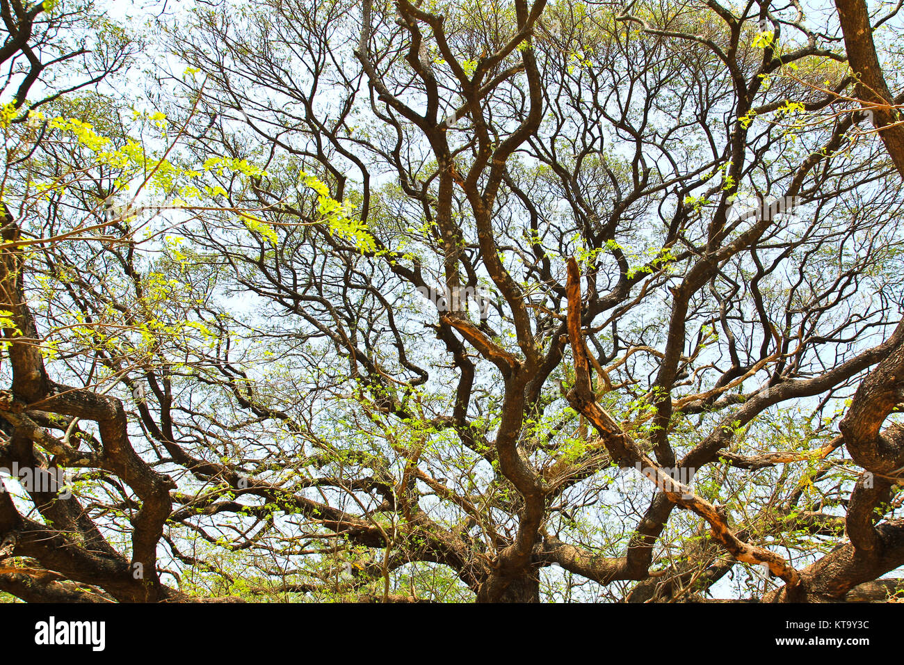 Largest Monkey Pod Tree in Kanchanaburi, Thailand Stock Photo - Alamy