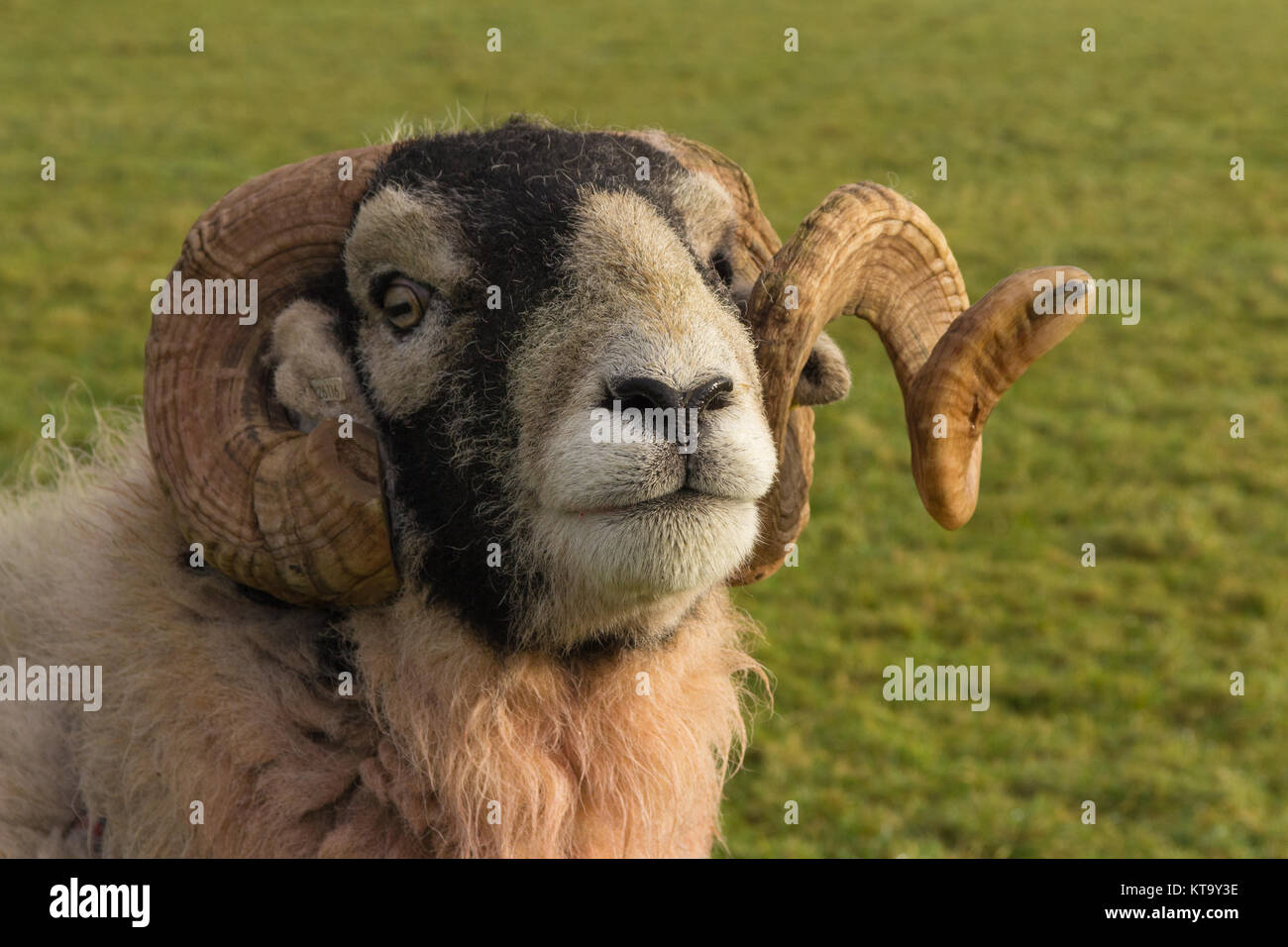 Tup ram male hi-res stock photography and images - Alamy