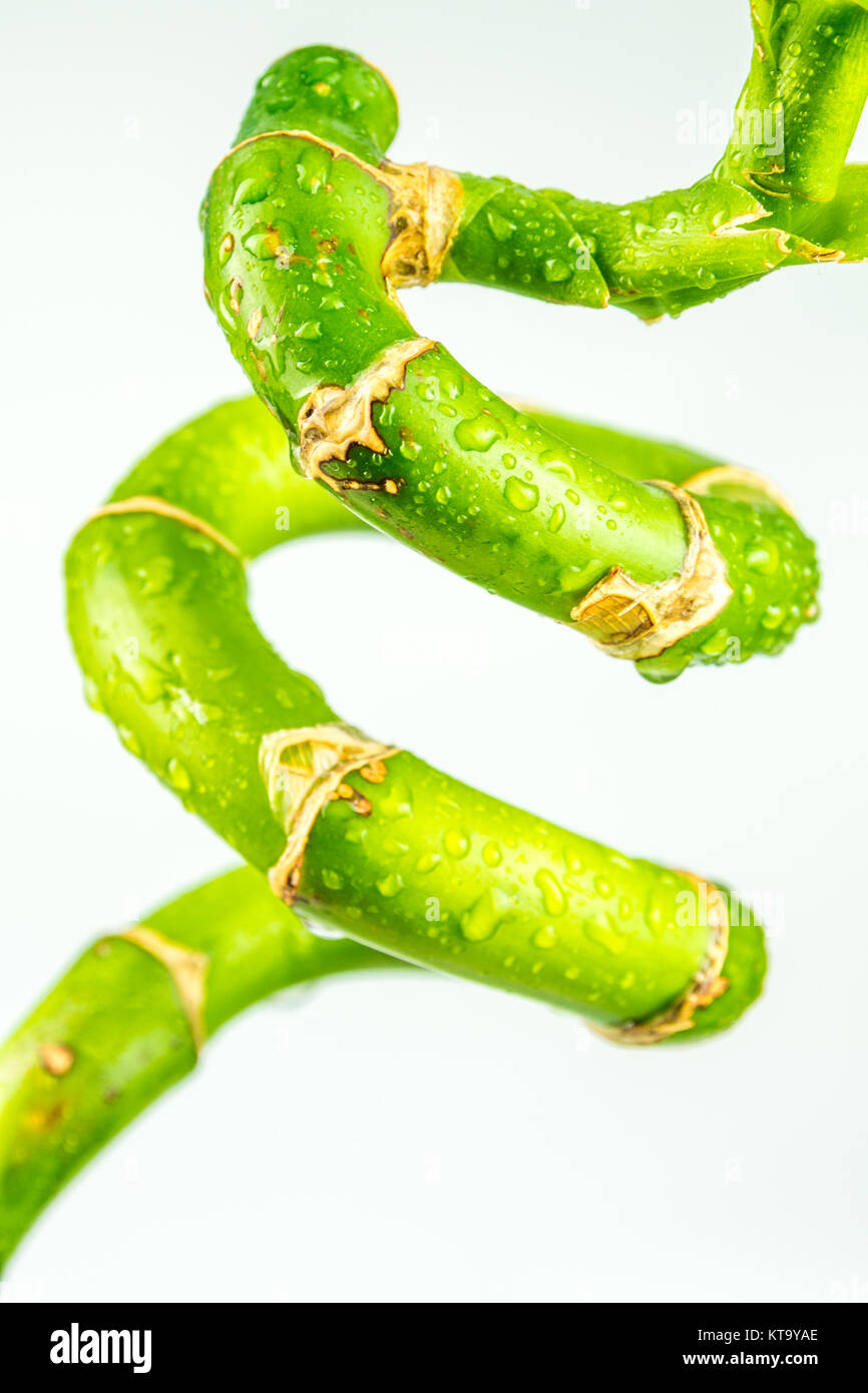 closeup look of twisted bamboo Stock Photo - Alamy
