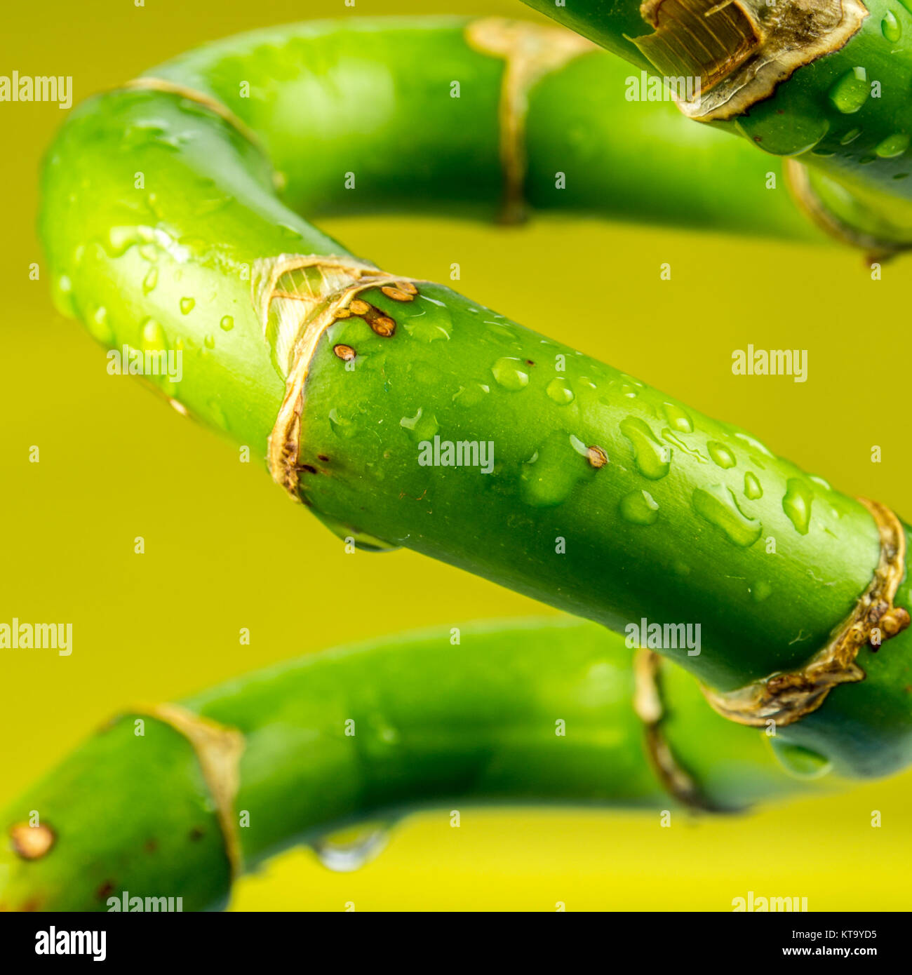 closeup look of twisted bamboo Stock Photo - Alamy