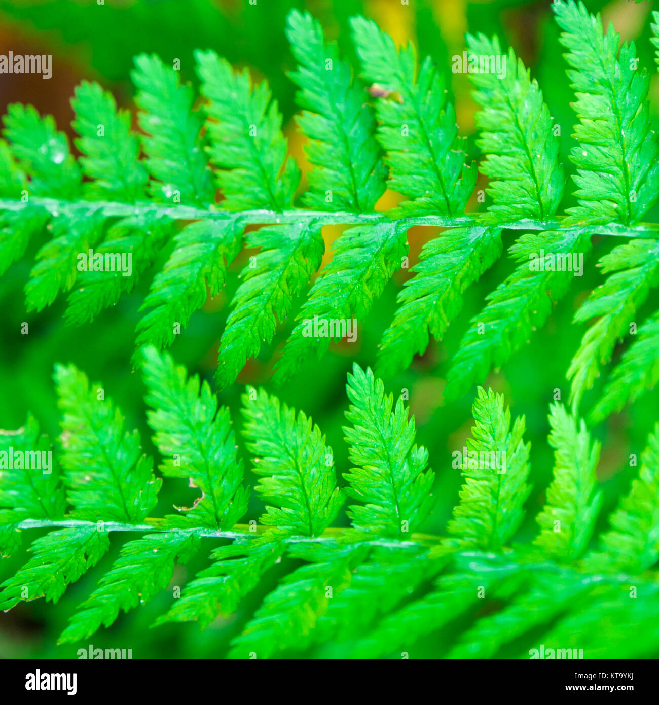 closeup look of fern in forest Stock Photo - Alamy