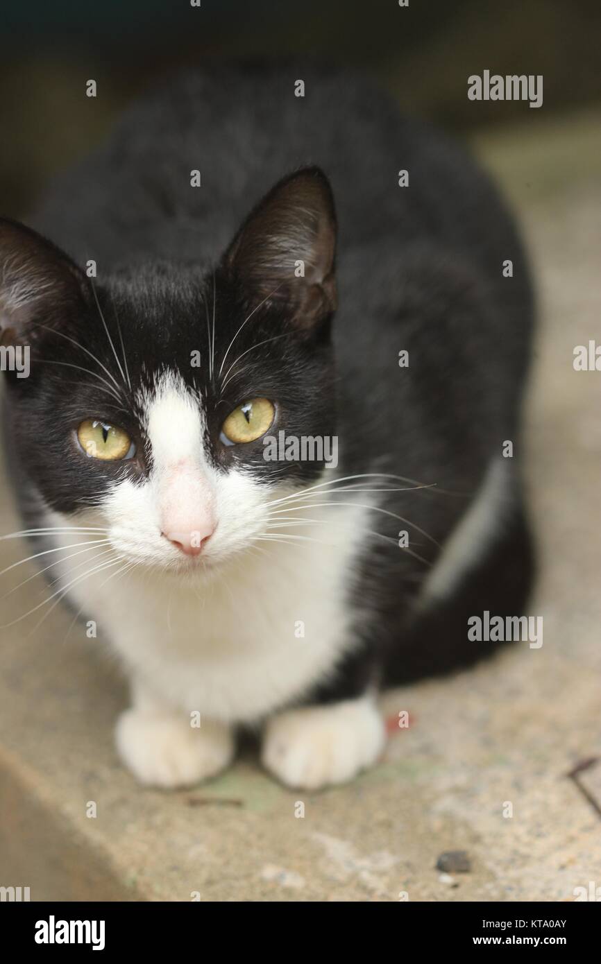 Cat backgrounds hi-res stock photography and images - Alamy