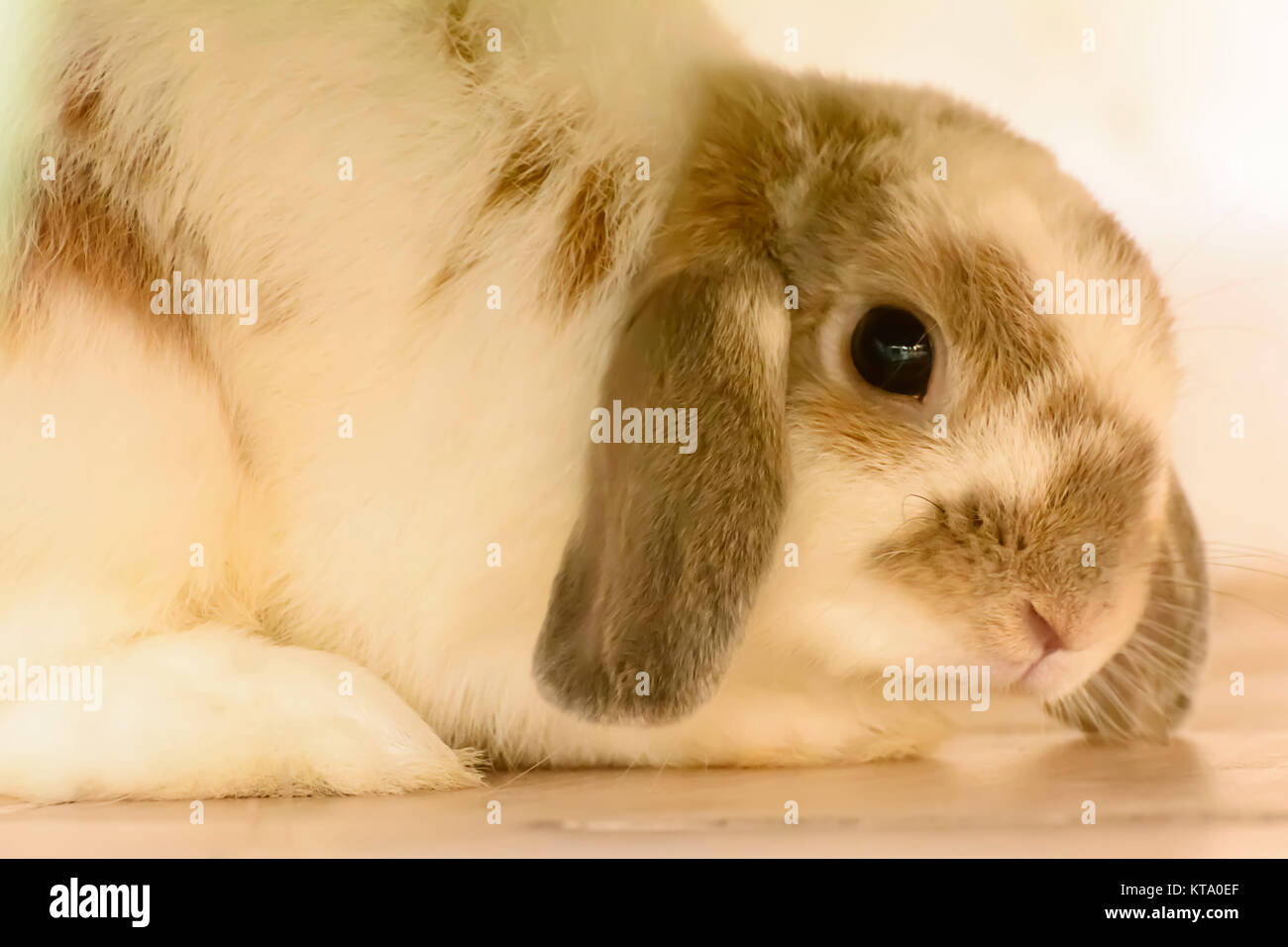 Big bunnies hi-res stock photography and images - Alamy