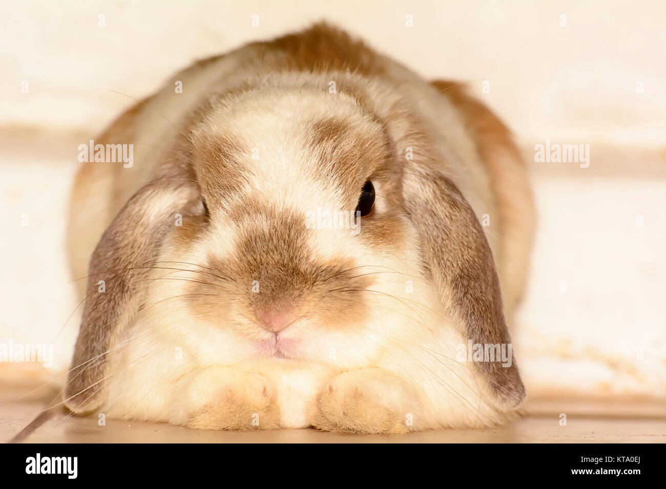Big bunnies hi-res stock photography and images - Alamy