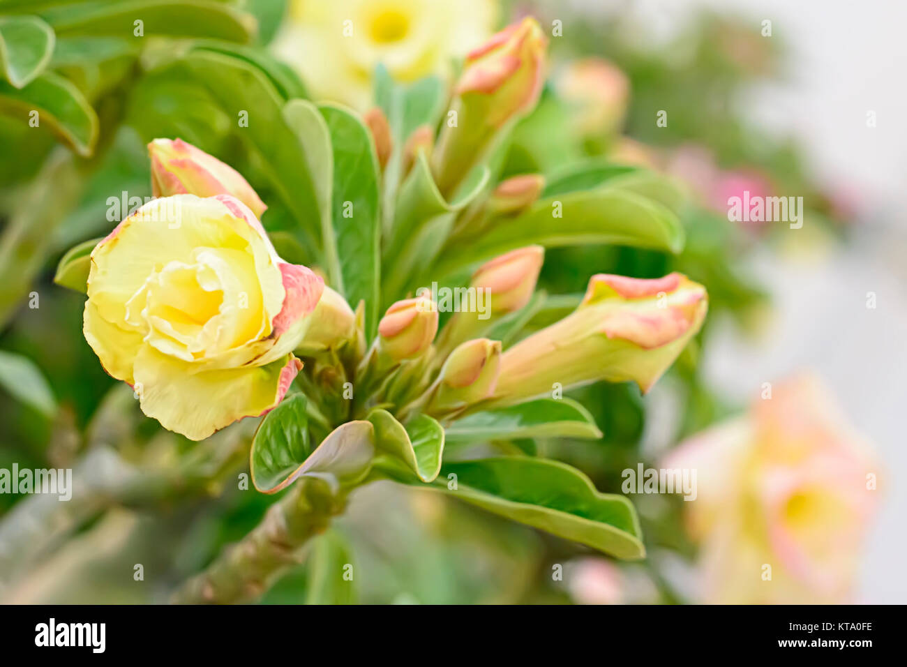 Rose bright and breezy hi-res stock photography and images - Alamy