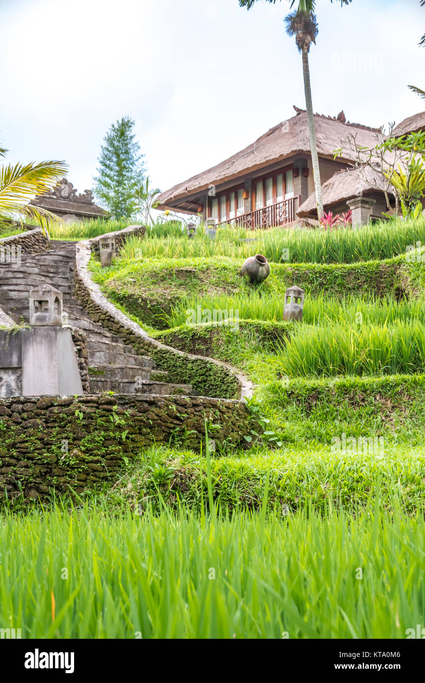 View of countryside in Bali, Indonesia, Ubud Stock Photo - Alamy