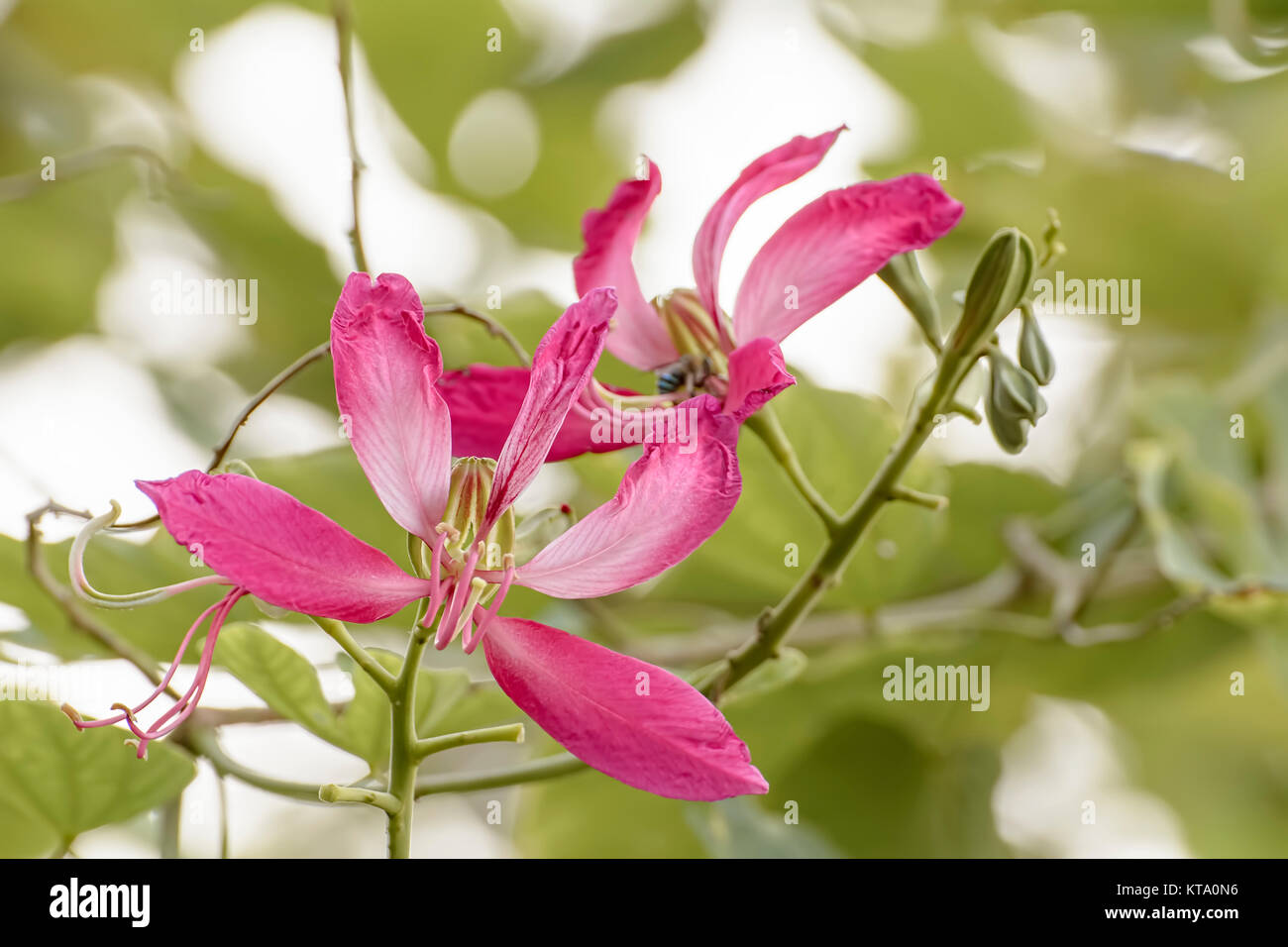 Phanera purpurea or Butterfly Tree or Orchid Tree Stock Photo - Alamy