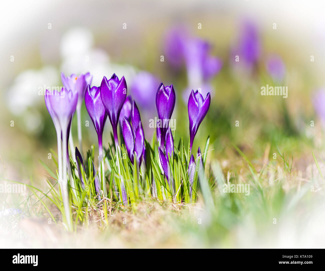 Purple crocus flowers in spring Stock Photo - Alamy
