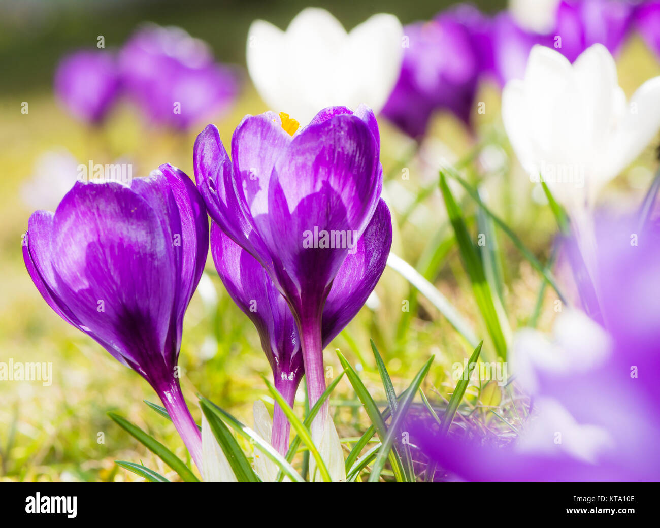 Purple crocus flowers in spring Stock Photo - Alamy