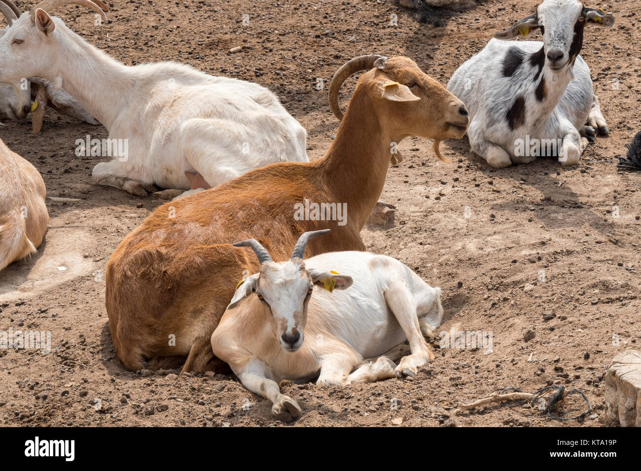 Goats lying resting Stock Photo - Alamy