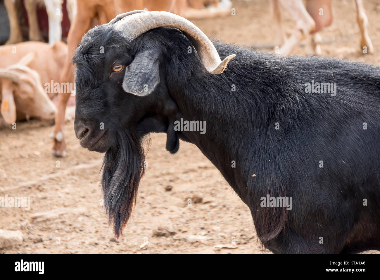 African Man With Goat Head