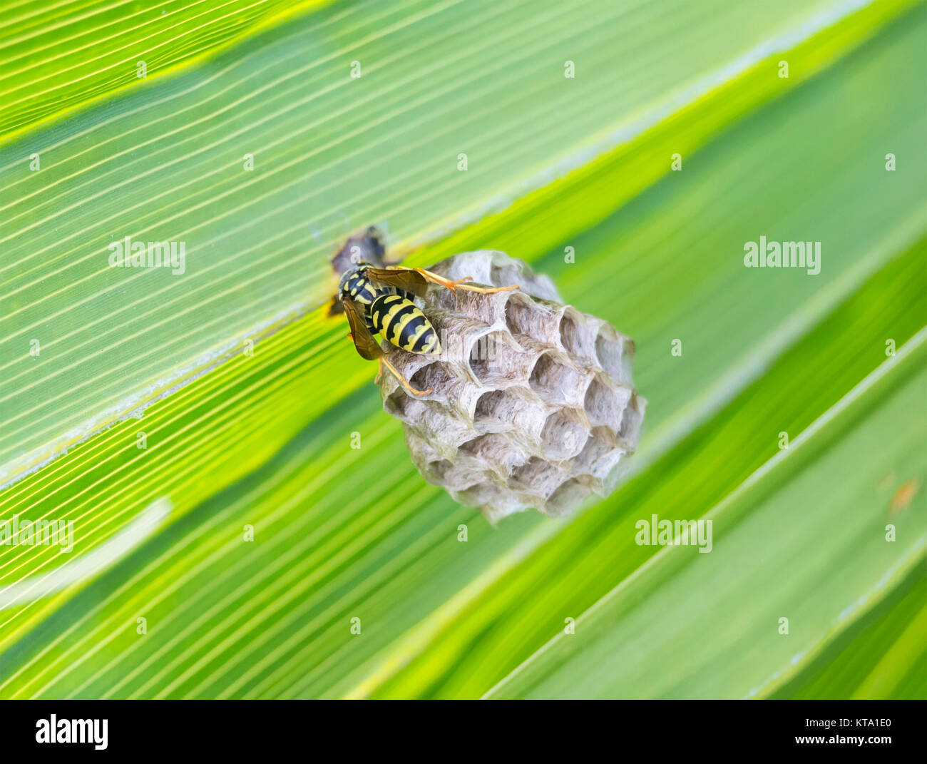 Wasp building a nest in a palm leaf Stock Photo - Alamy