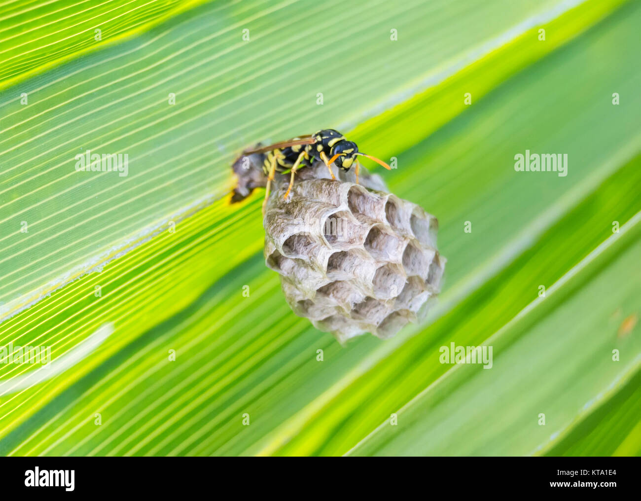 Wasp building a nest in a palm leaf Stock Photo - Alamy