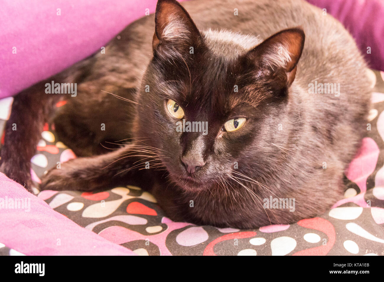 Black cat peering Stock Photo - Alamy