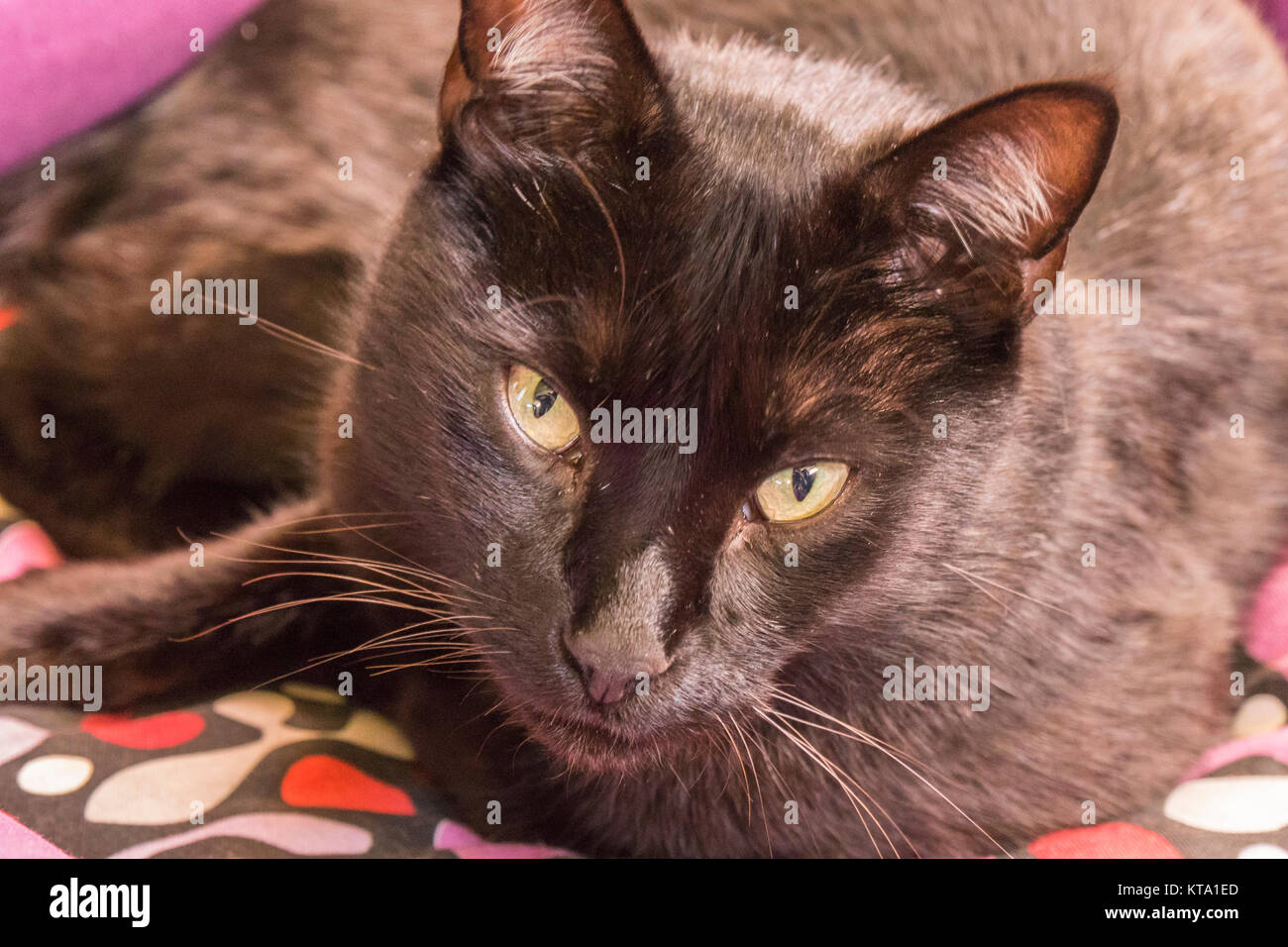 Black cat peering Stock Photo - Alamy