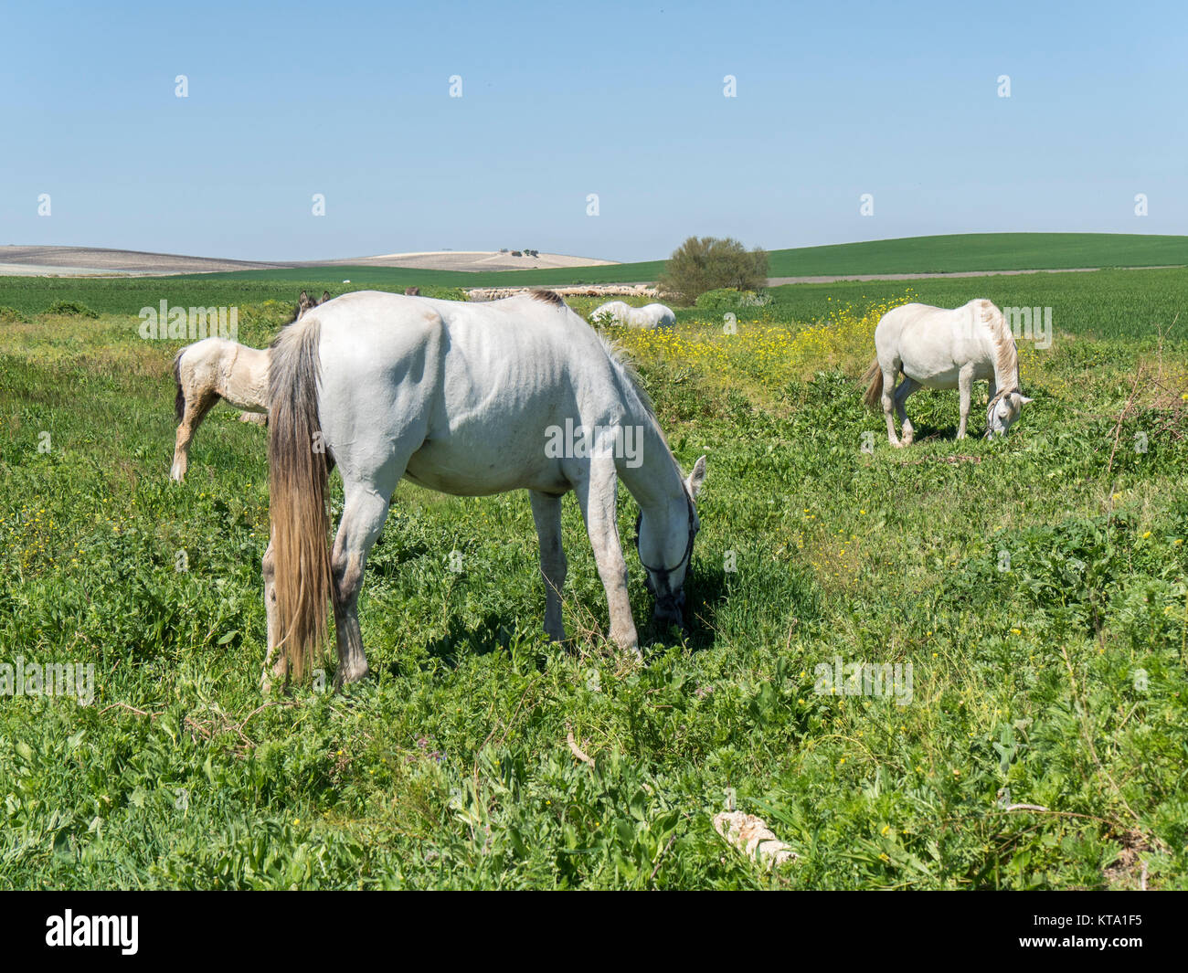 White horses in field hi-res stock photography and images - Alamy