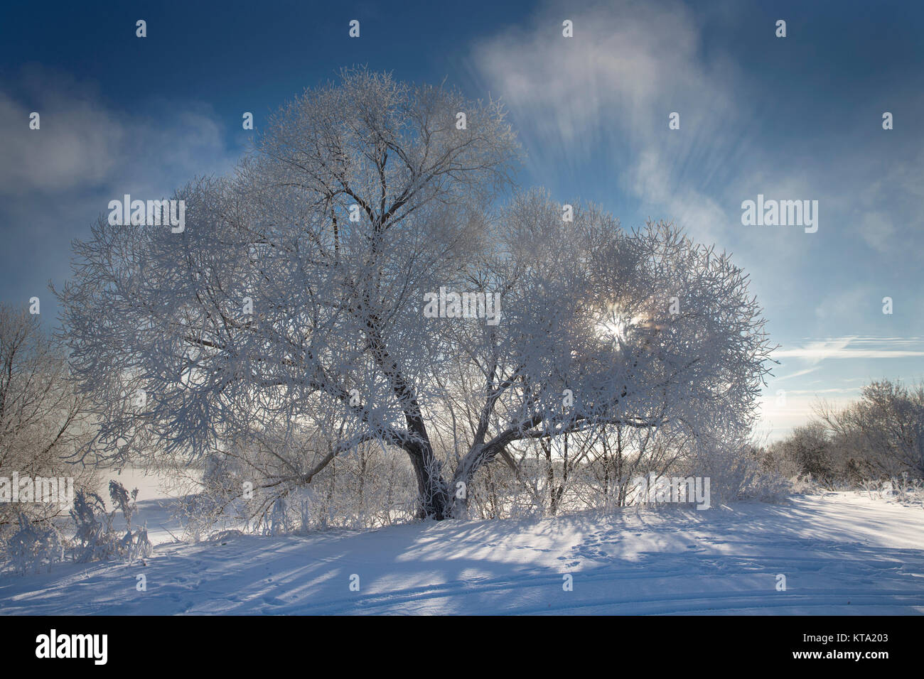 Beautiful winter landscape with snow covered trees Stock Photo - Alamy