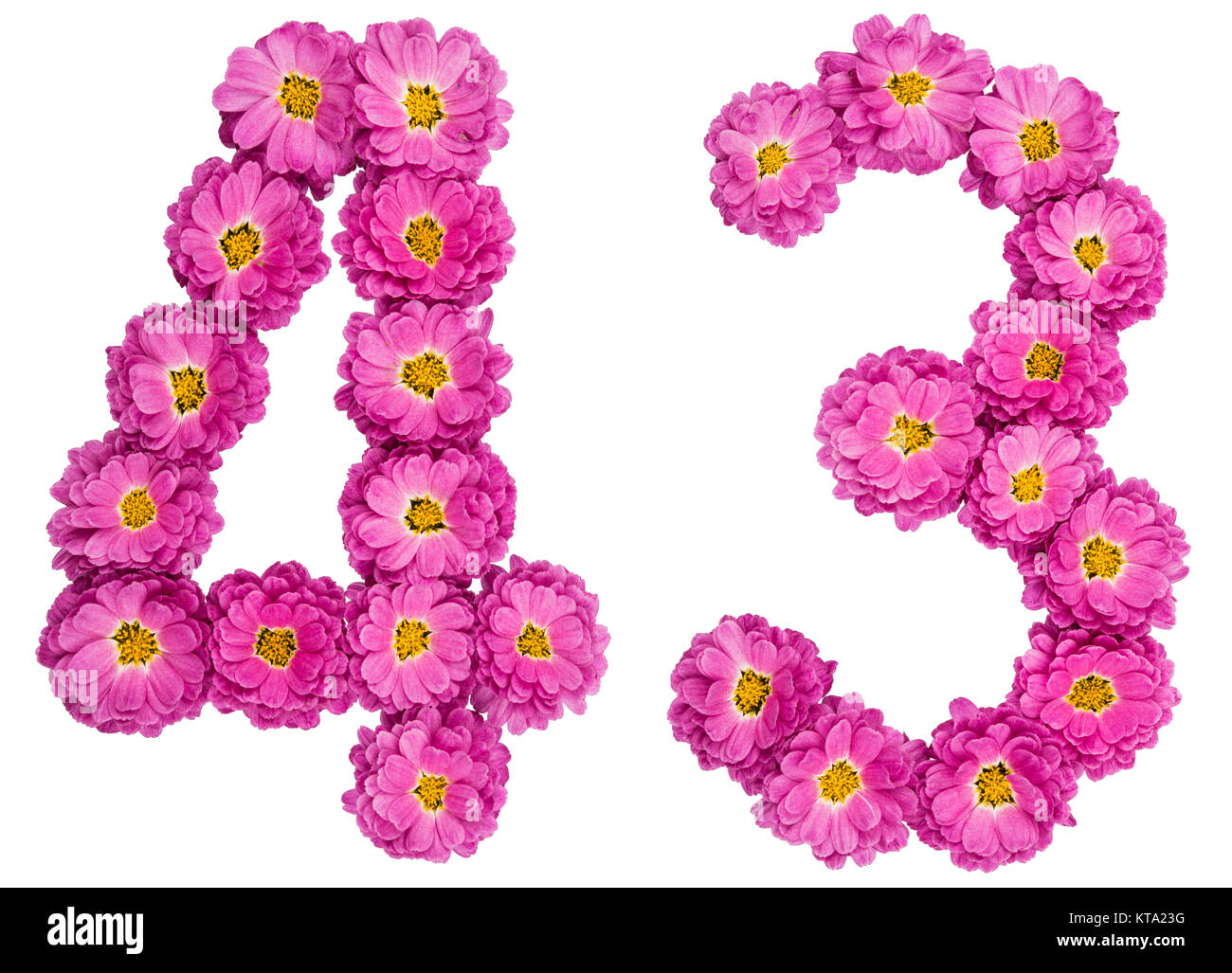 Arabic numeral 43, forty three, from flowers of chrysanthemum, isolated ...