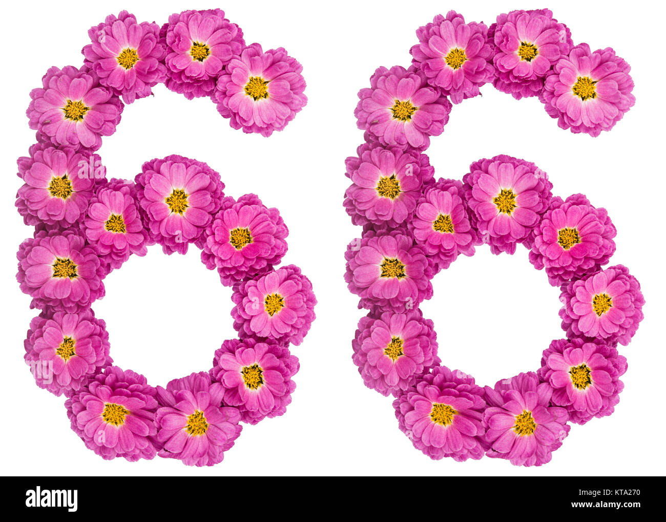 Arabic numeral 66, sixty six, from flowers of chrysanthemum, isolated ...