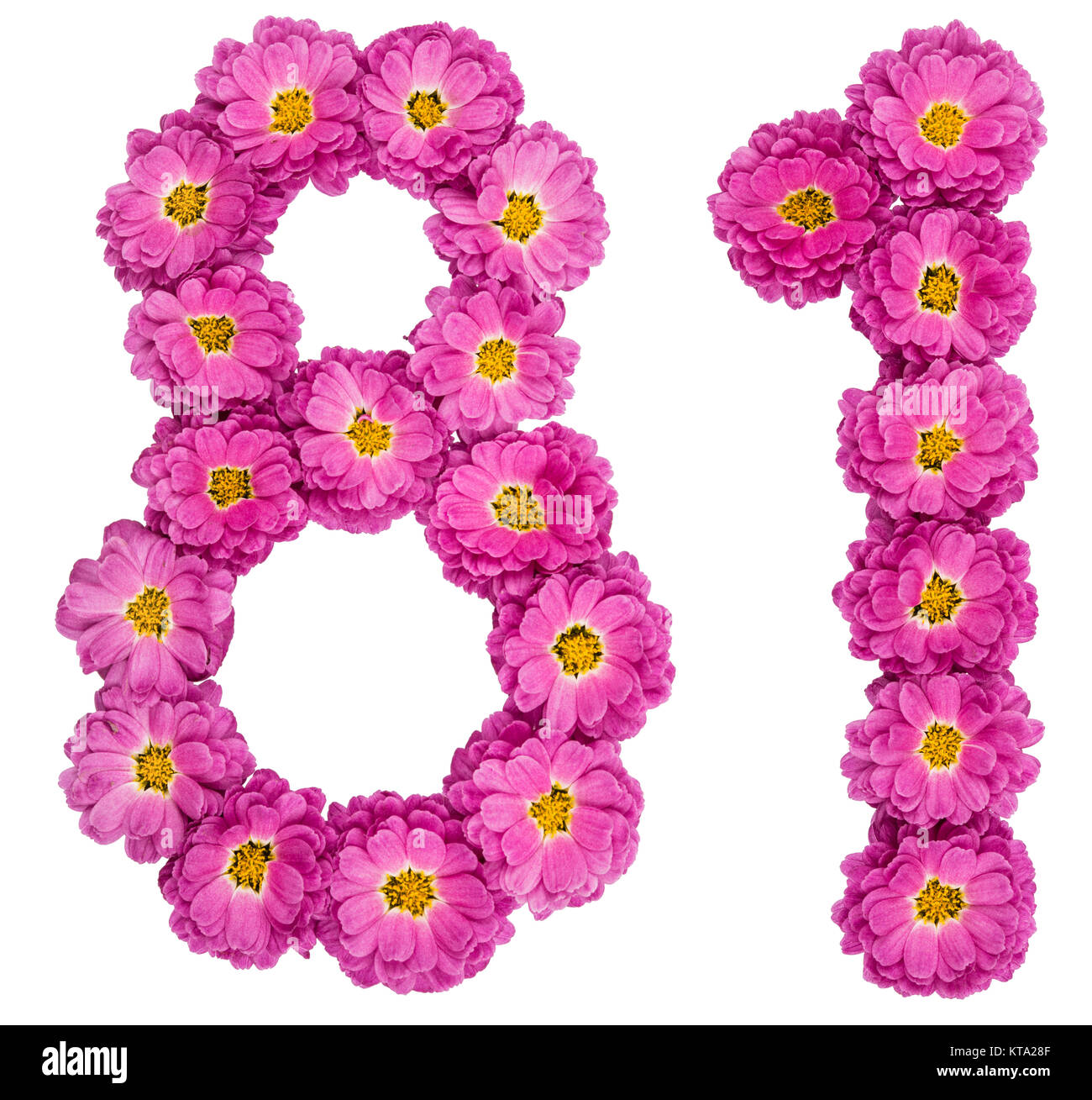 Arabic numeral 81, eighty one, from flowers of chrysanthemum, isolated ...