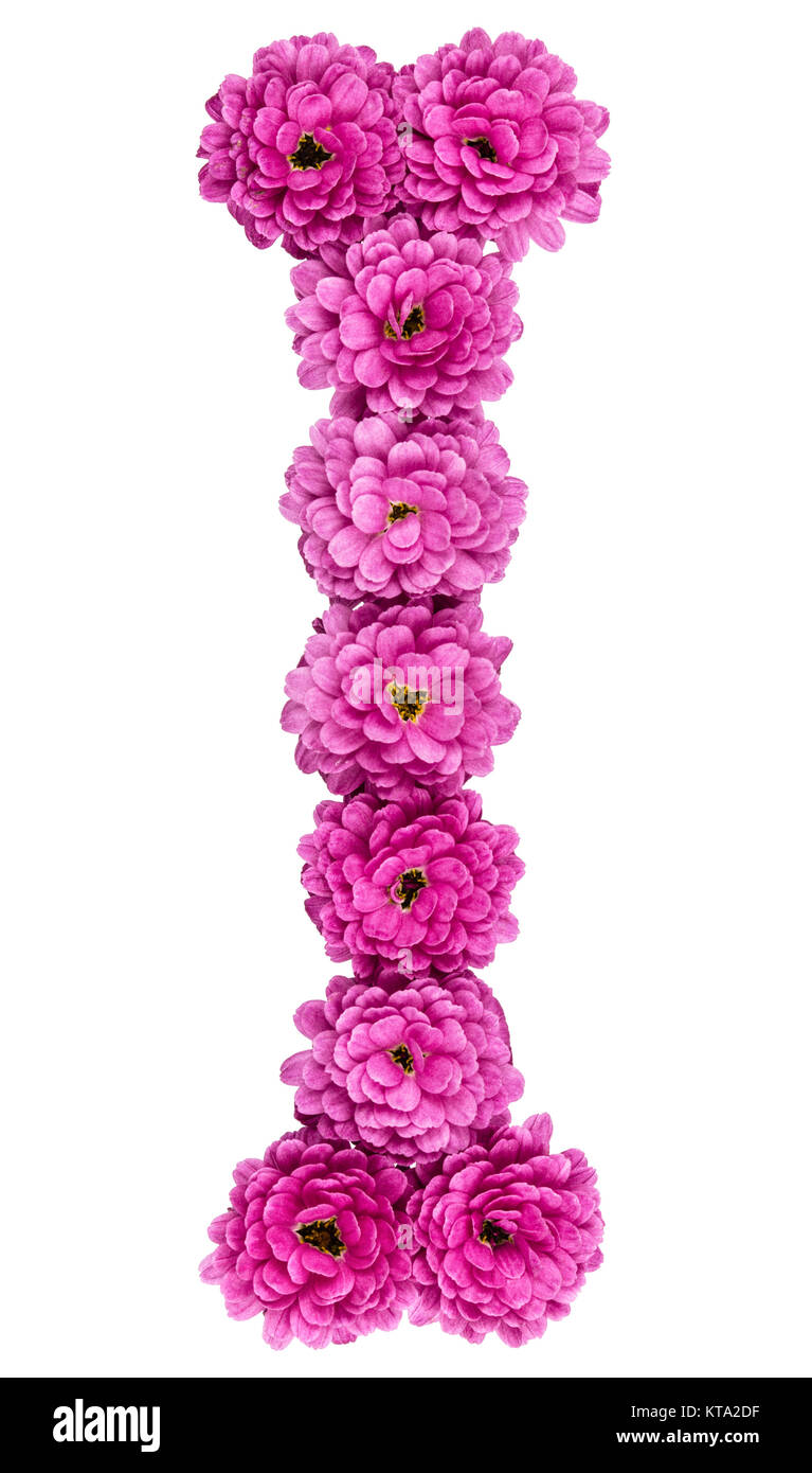 Letter I, alphabet from flowers of chrysanthemum, isolated on white ...
