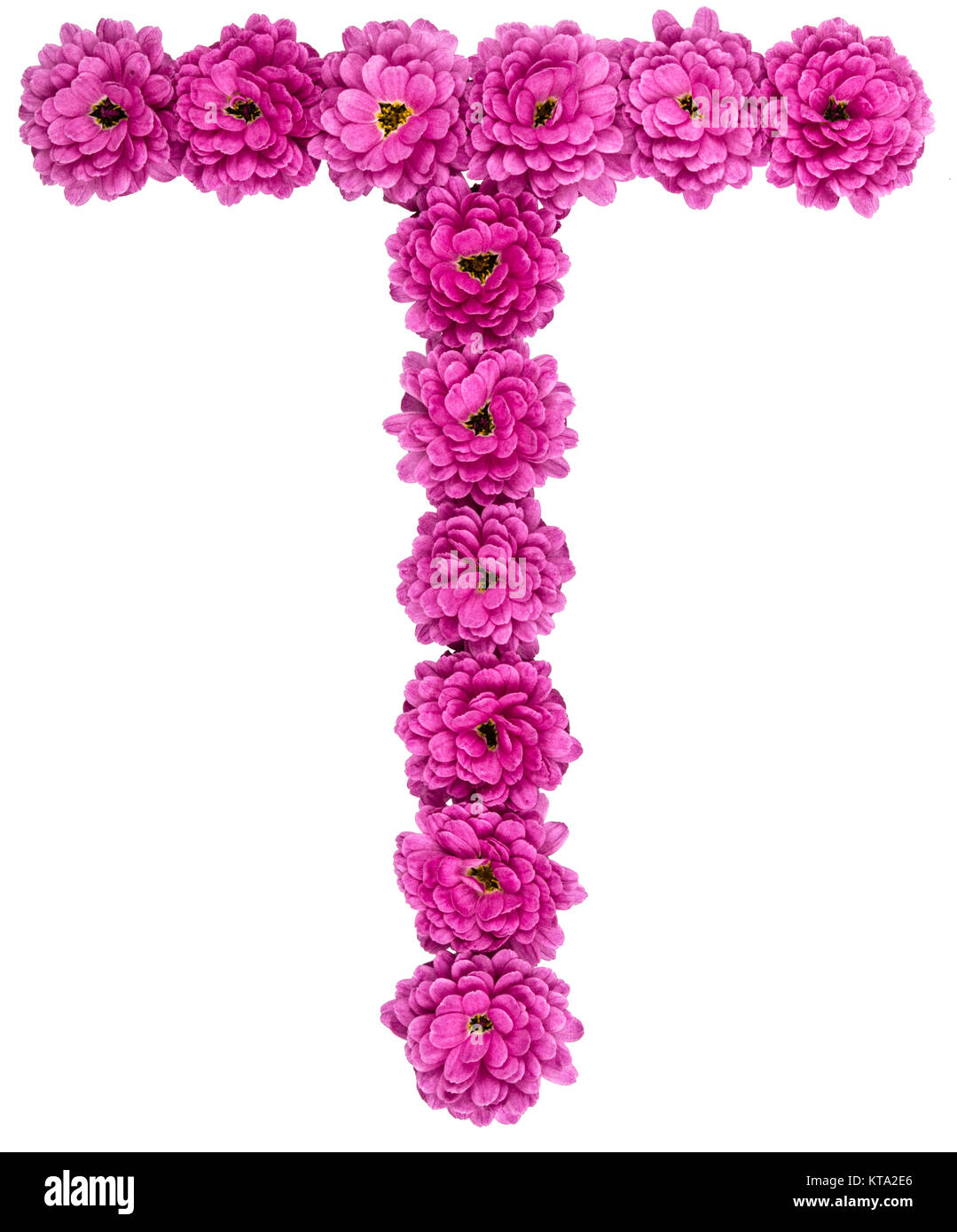 Letter T, alphabet from flowers of chrysanthemum, isolated on white ...