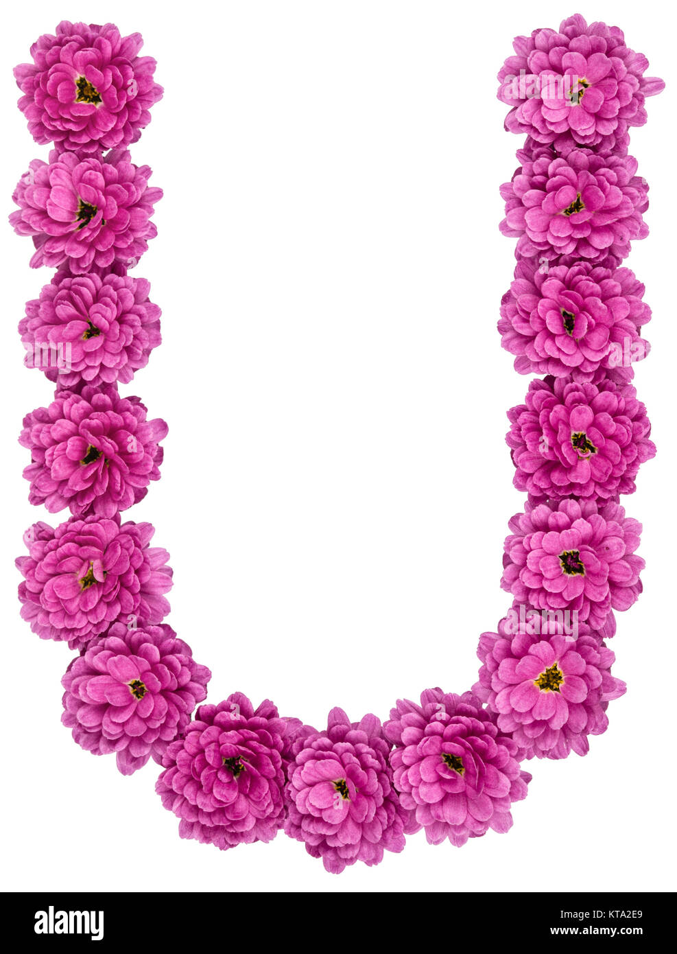 Letter U, alphabet from flowers of chrysanthemum, isolated on white ...