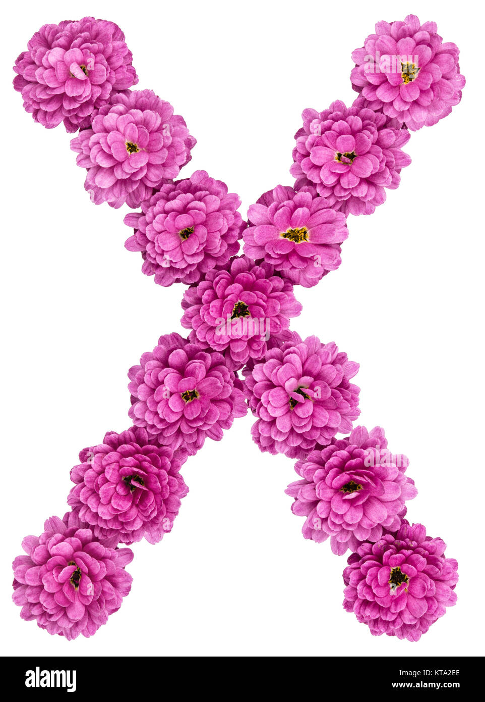Letter X, alphabet from flowers of chrysanthemum, isolated on white ...