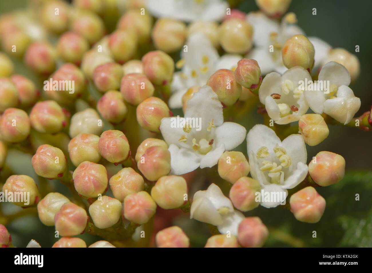 Flower umbel hi-res stock photography and images - Alamy