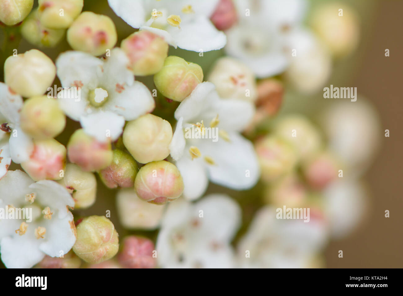 Flower umbel hi-res stock photography and images - Alamy