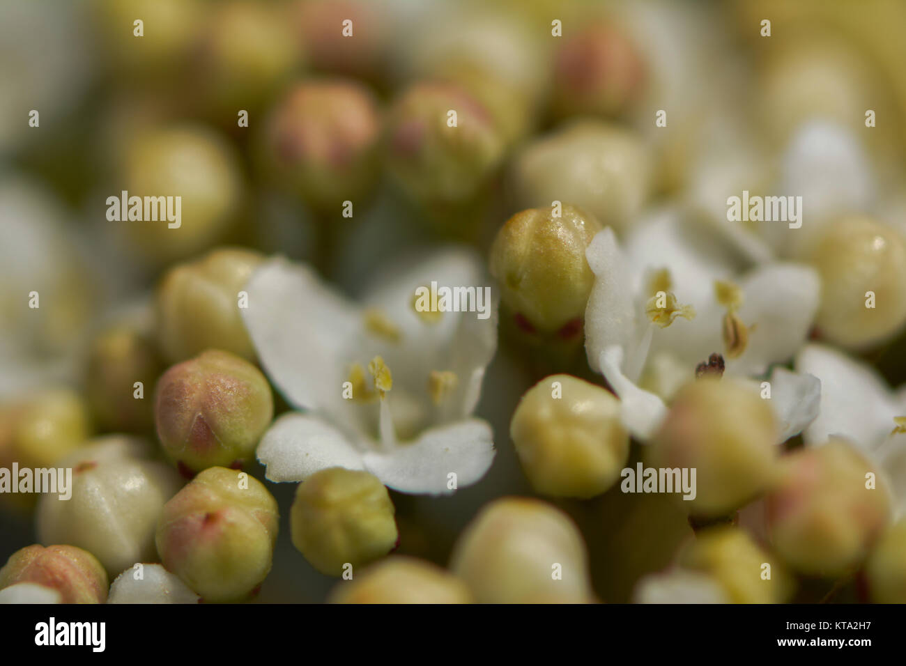 Flower and umbel hi-res stock photography and images - Alamy