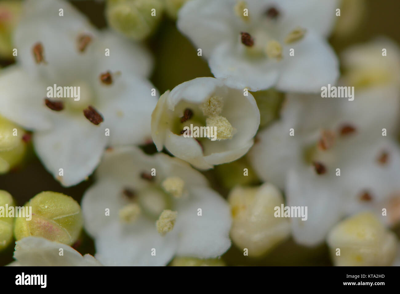 Close up delicate umbel hi-res stock photography and images - Alamy