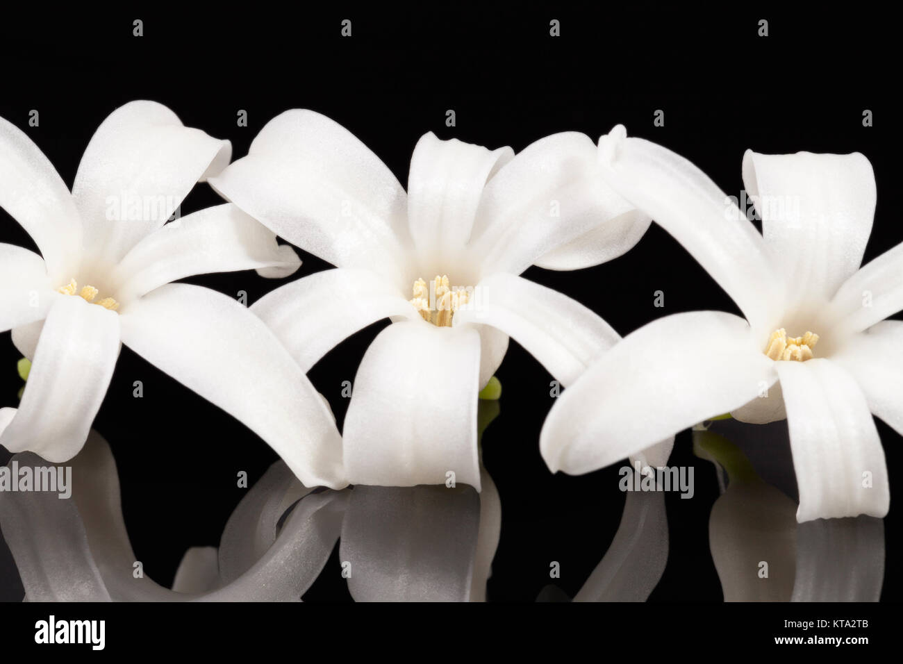 Single spring flower white Hyacinth isolated on black background ...