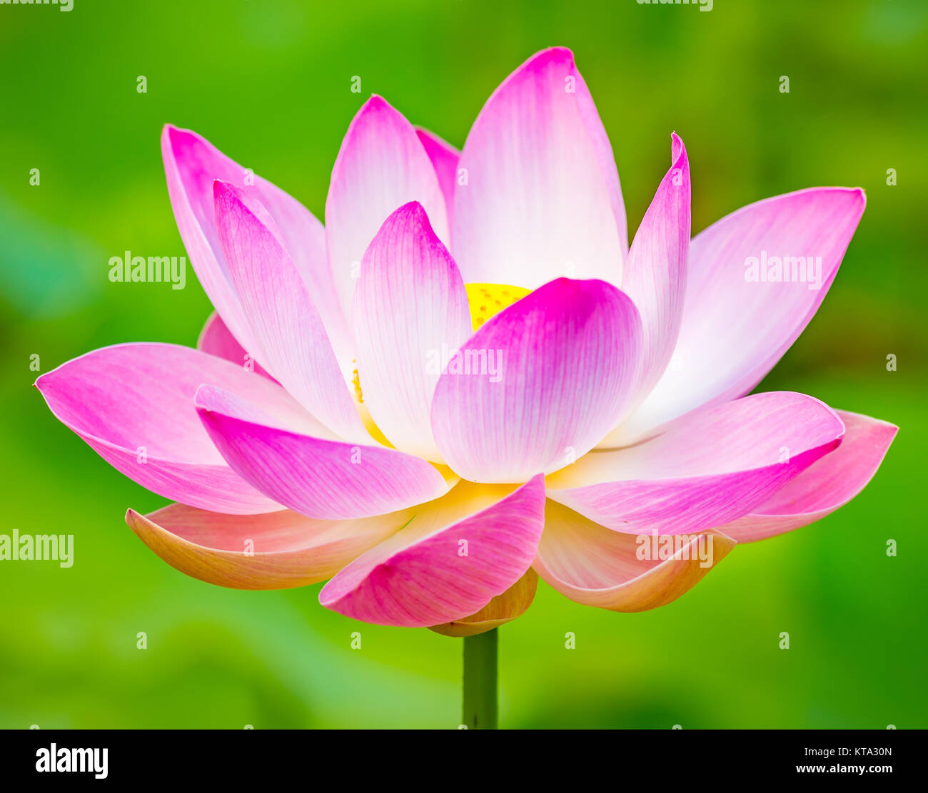 Closeup lotus flower Stock Photo - Alamy