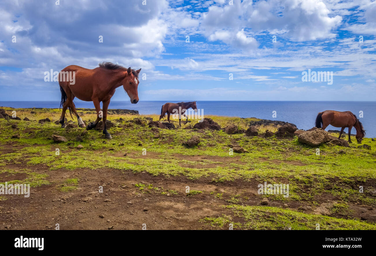 Horses on easter island cliffs Stock Photo - Alamy