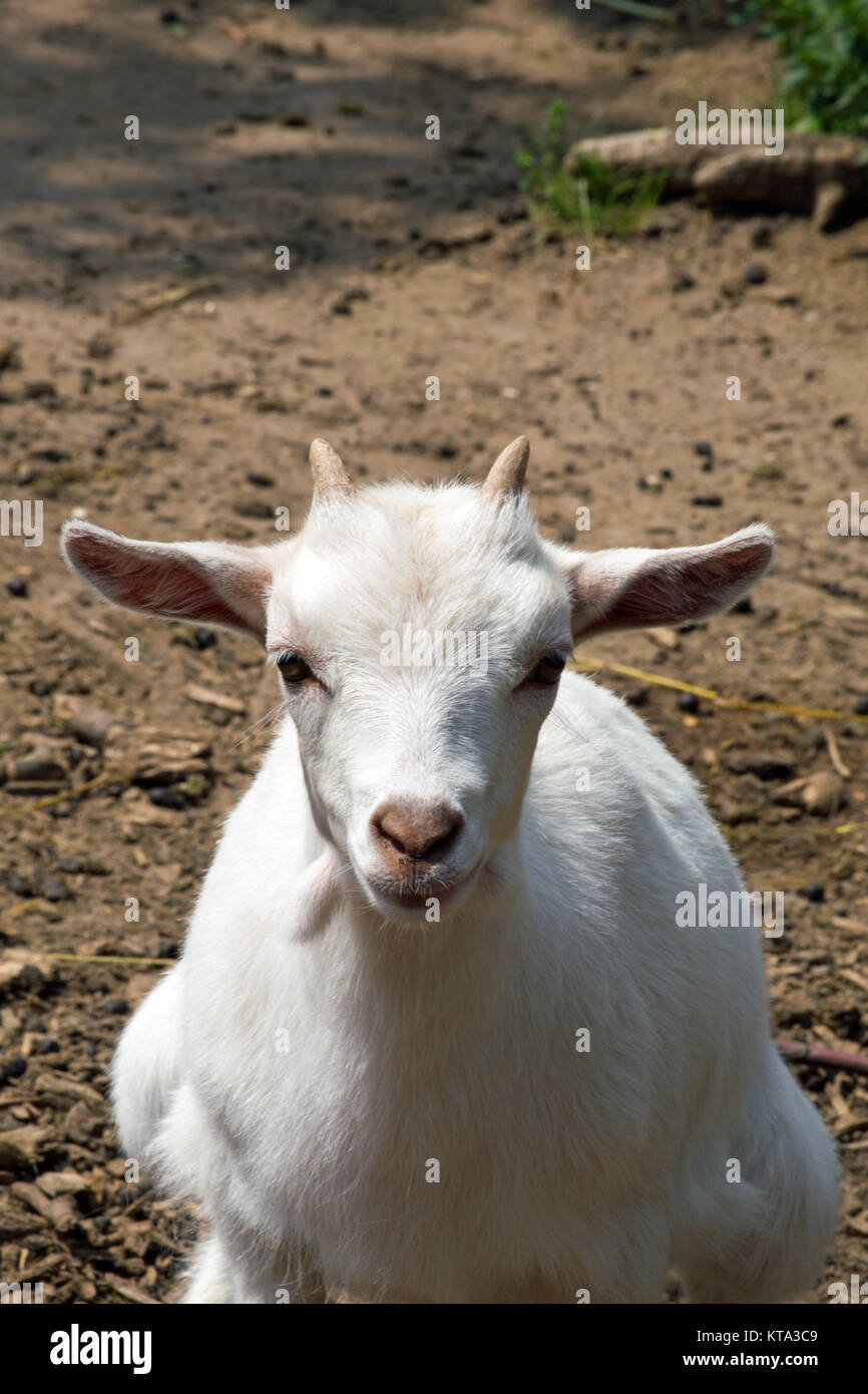 african dwarf goat (capra aegagrus f. hircus Stock Photo - Alamy