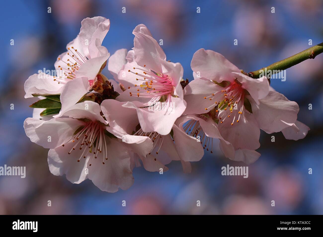 almond blossom dream Stock Photo - Alamy