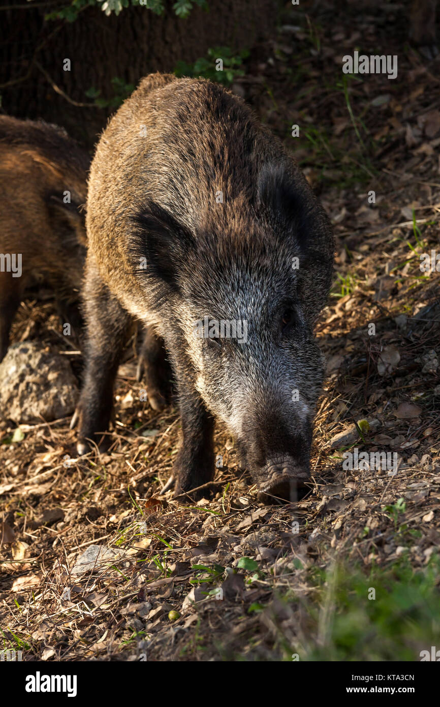 Wild boar eat acorns under the oaks Stock Photo - Alamy