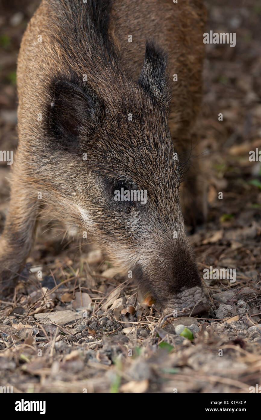 Wild boar eat acorns under the oaks Stock Photo - Alamy