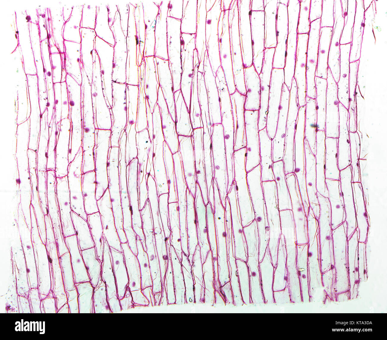 Onion skin cell hi-res stock photography and images - Alamy