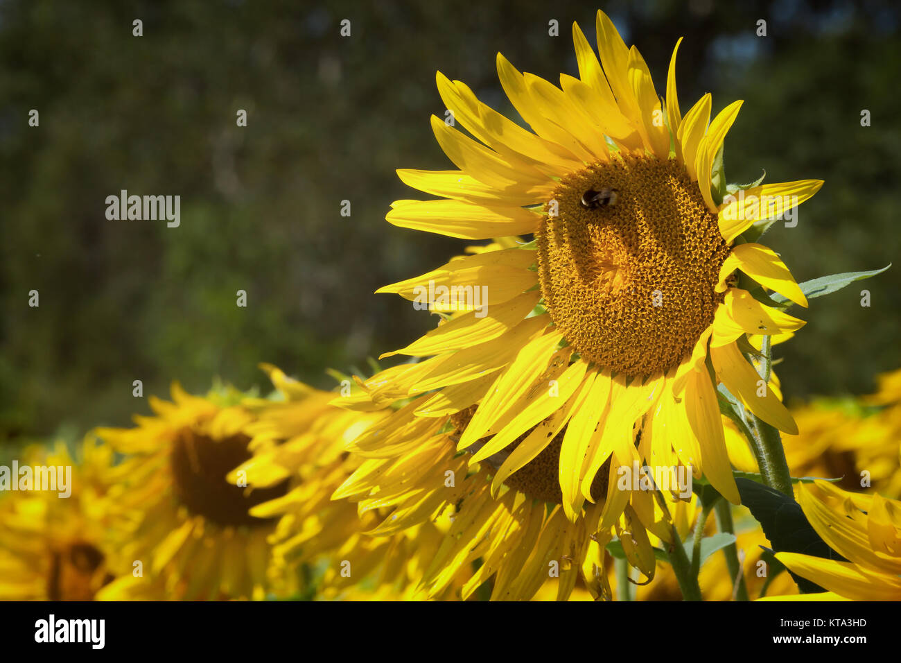 Sunflower field in summer Stock Photo - Alamy