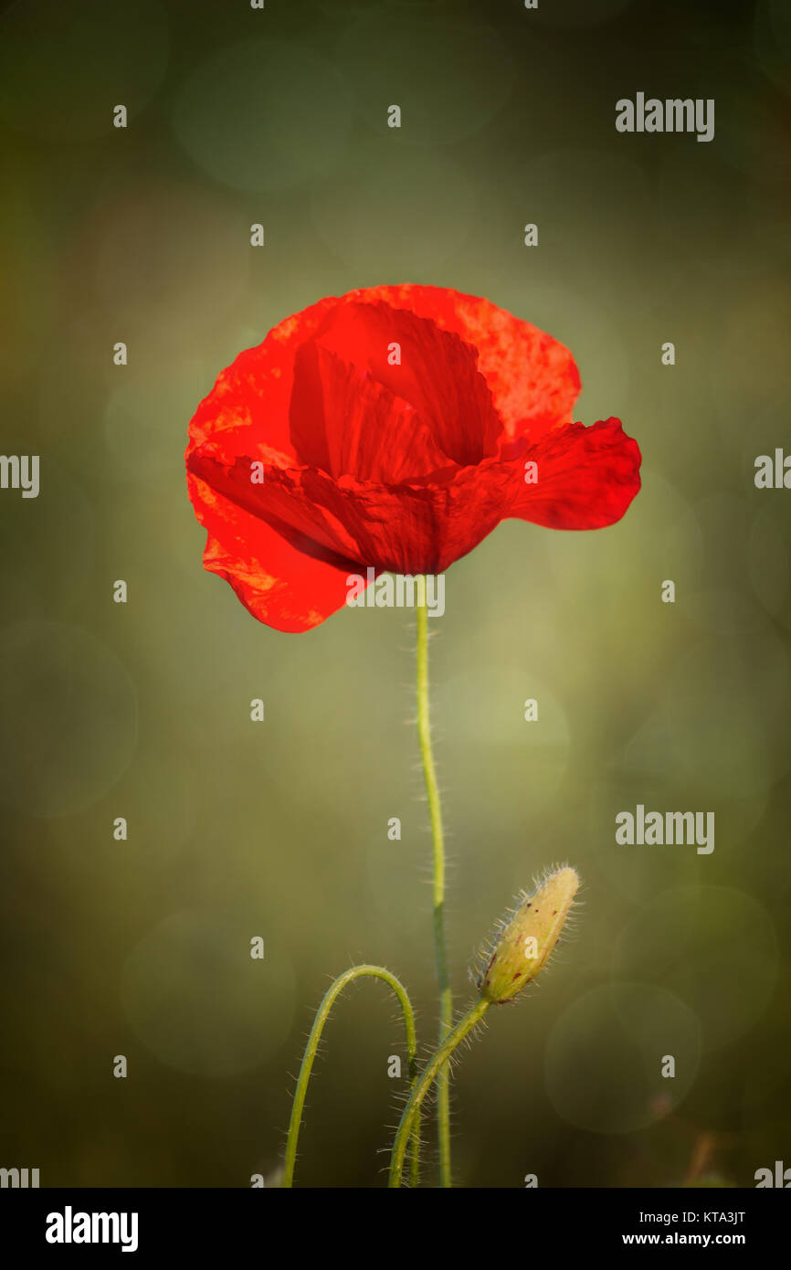 Close up of red poppy flower Stock Photo - Alamy