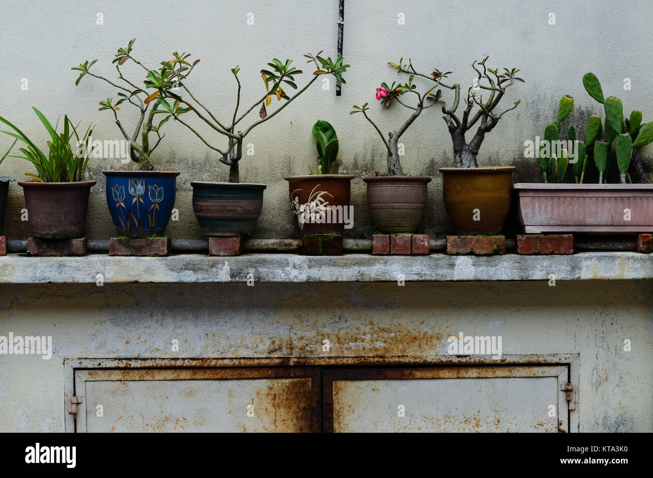 Plants, flowerpots, flowerbed in the largest Buddhist temple Kek Stock ...