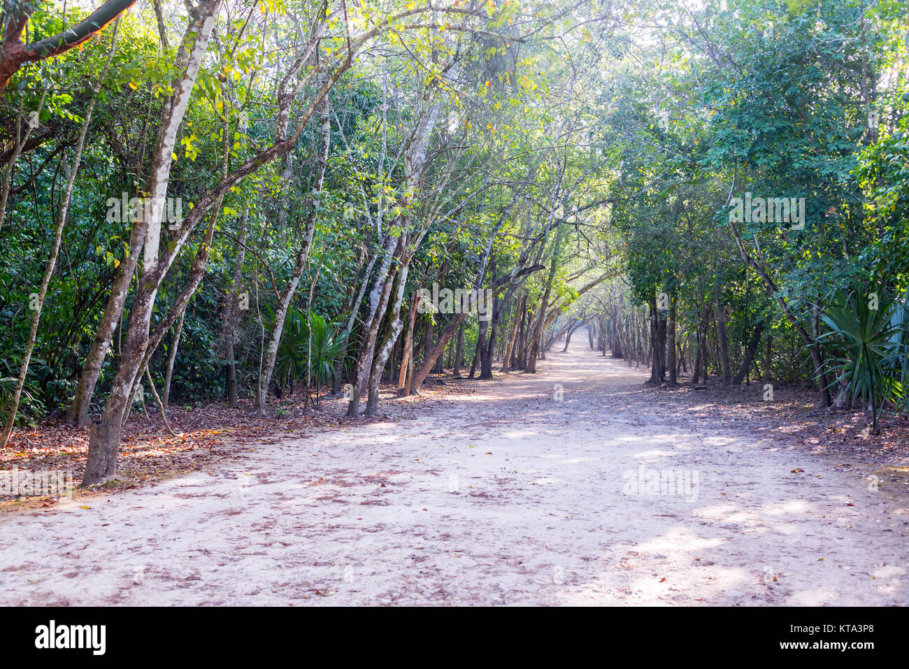 Path through the Jungle Stock Photo - Alamy