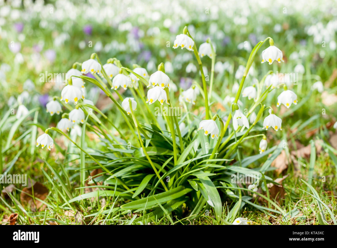 many beautiful white snowdrops Stock Photo - Alamy